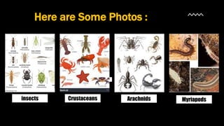 Arthropods.pptx