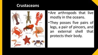 Arthropods.pptx