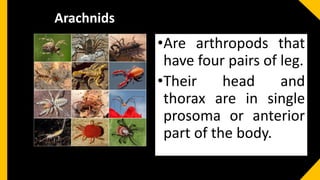 Arthropods.pptx
