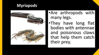 Arthropods.pptx