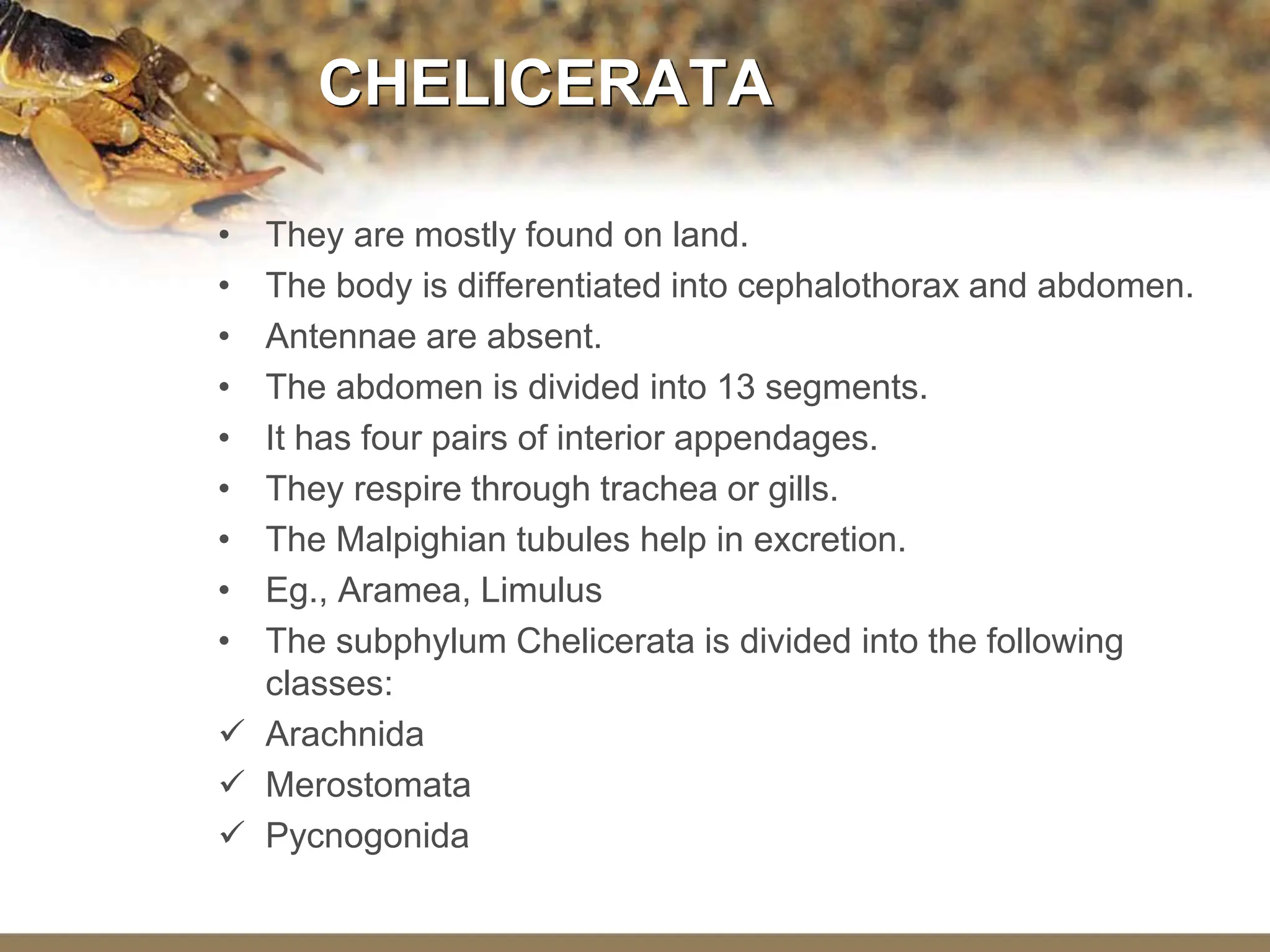 Phylum Arthropoda Power-point Presentation Slides | PPTX