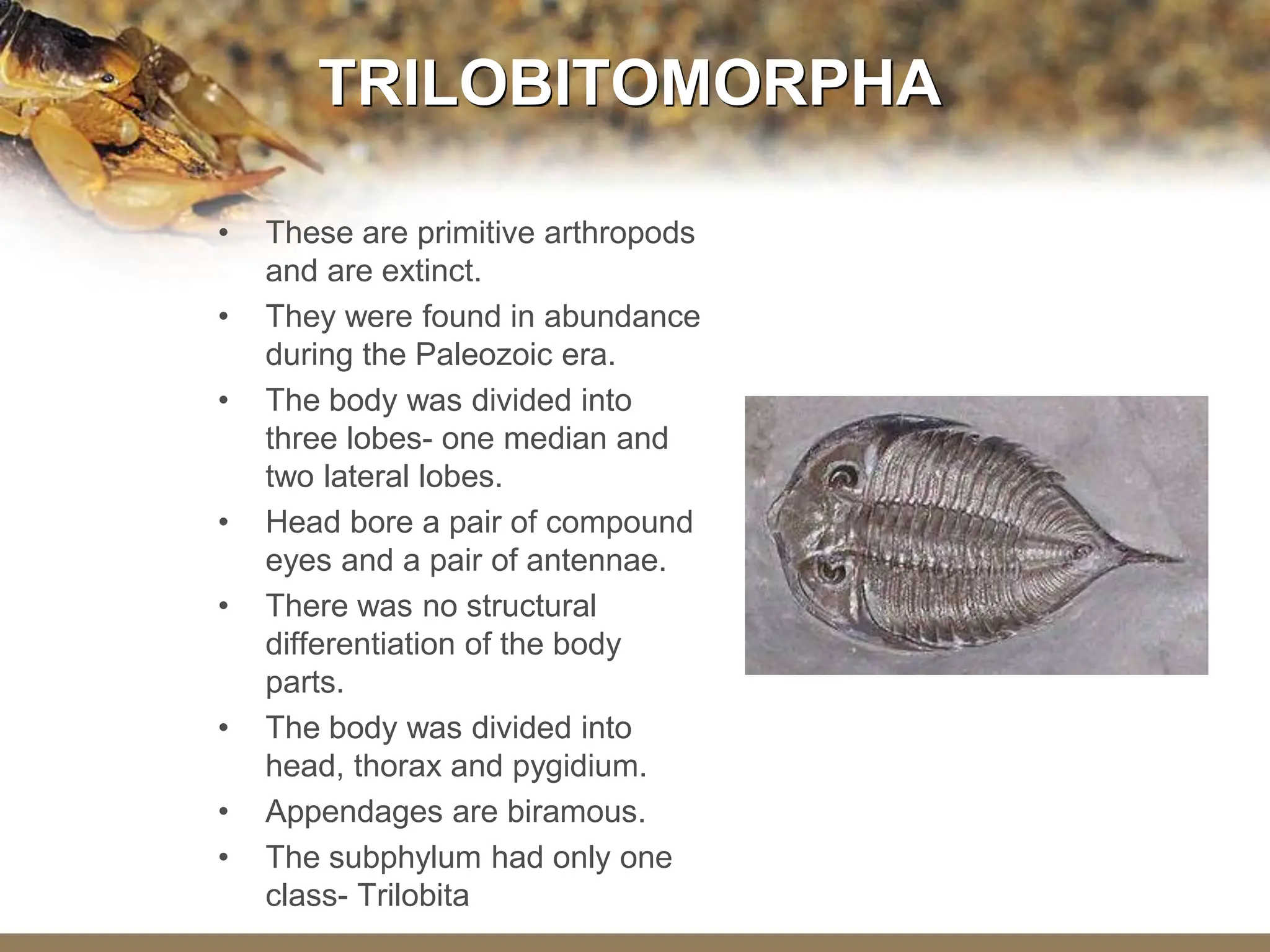 Phylum Arthropoda Power-point Presentation Slides | PPTX