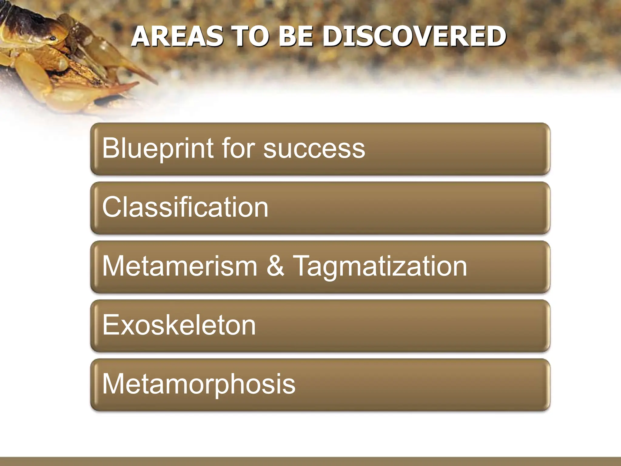 Phylum Arthropoda Power-point Presentation Slides | PPTX