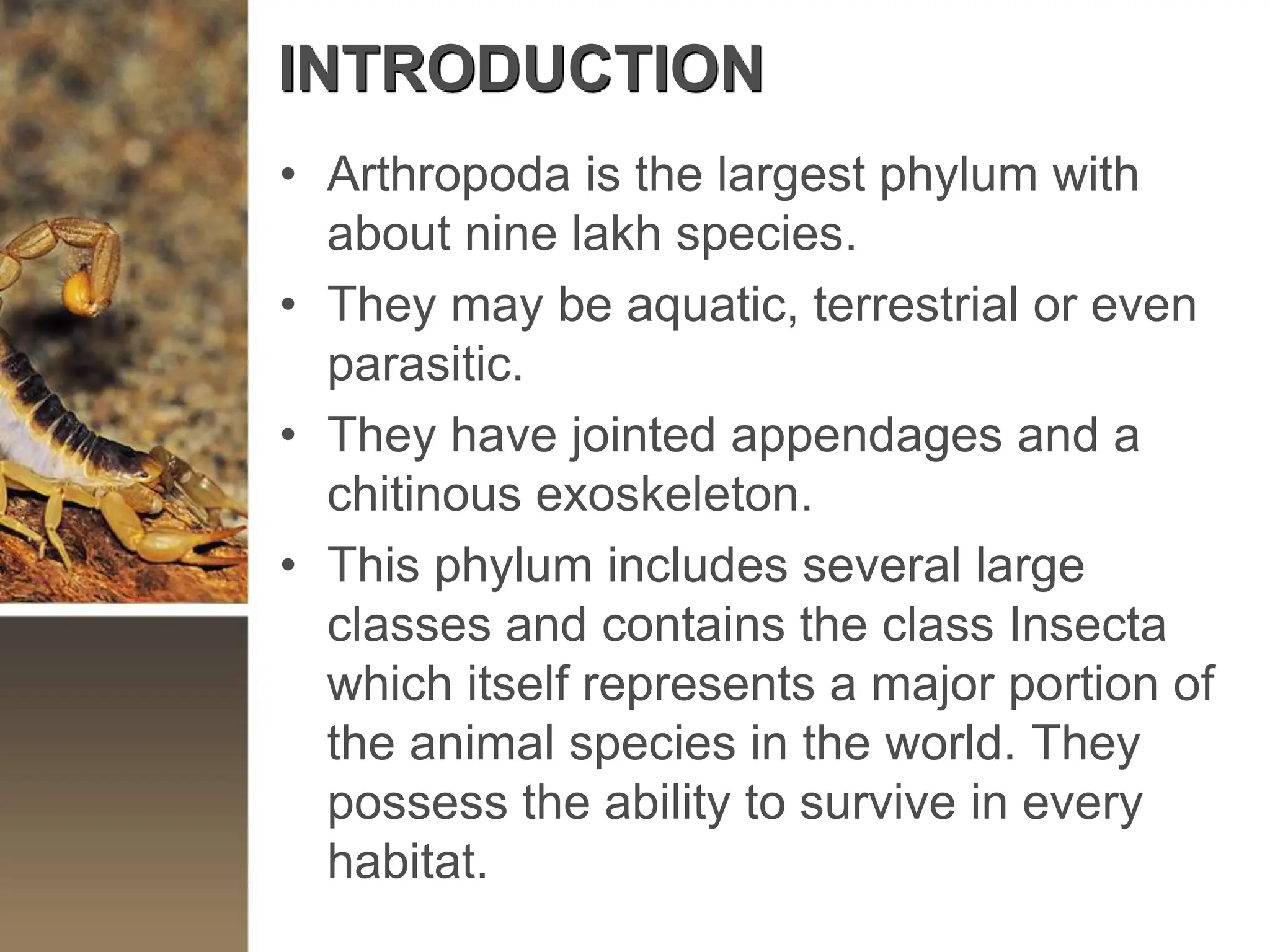Phylum Arthropoda Power-point Presentation Slides | PPTX