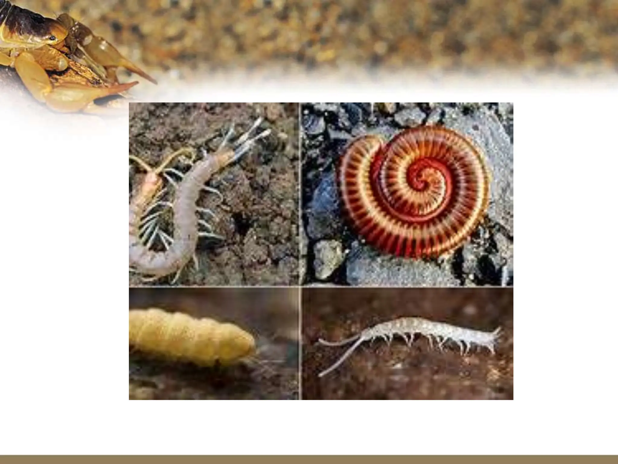 Phylum Arthropoda Power-point Presentation Slides | PPTX