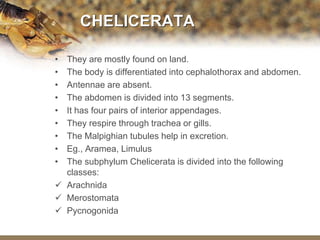 Phylum Arthropoda Power-point Presentation Slides | PPTX