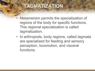 Phylum Arthropoda Power-point Presentation Slides | PPTX
