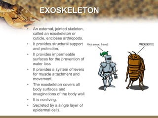 Phylum Arthropoda Power-point Presentation Slides | PPTX