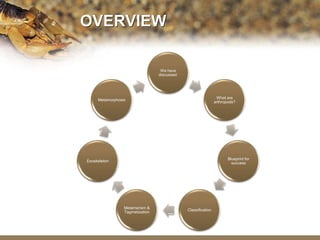 Phylum Arthropoda Power-point Presentation Slides | PPTX
