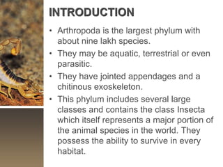 Phylum Arthropoda Power-point Presentation Slides | PPTX