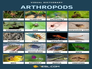Phylum Arthropoda Power-point Presentation Slides | PPTX