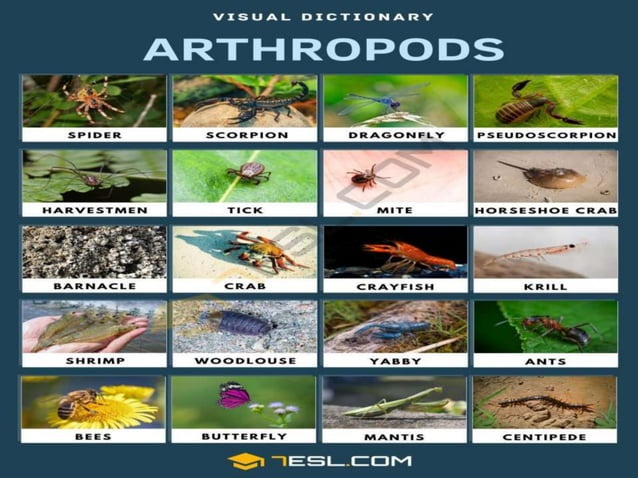 Phylum Arthropoda Power-point Presentation Slides | PPTX
