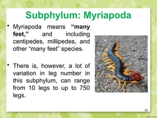 Arthropods are a group of invetebrates.pptx