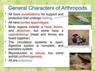 Arthropods are a group of invetebrates.pptx