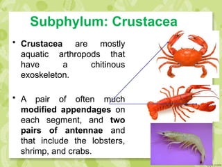Arthropods are a group of invetebrates.pptx