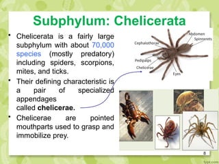 Arthropods are a group of invetebrates.pptx