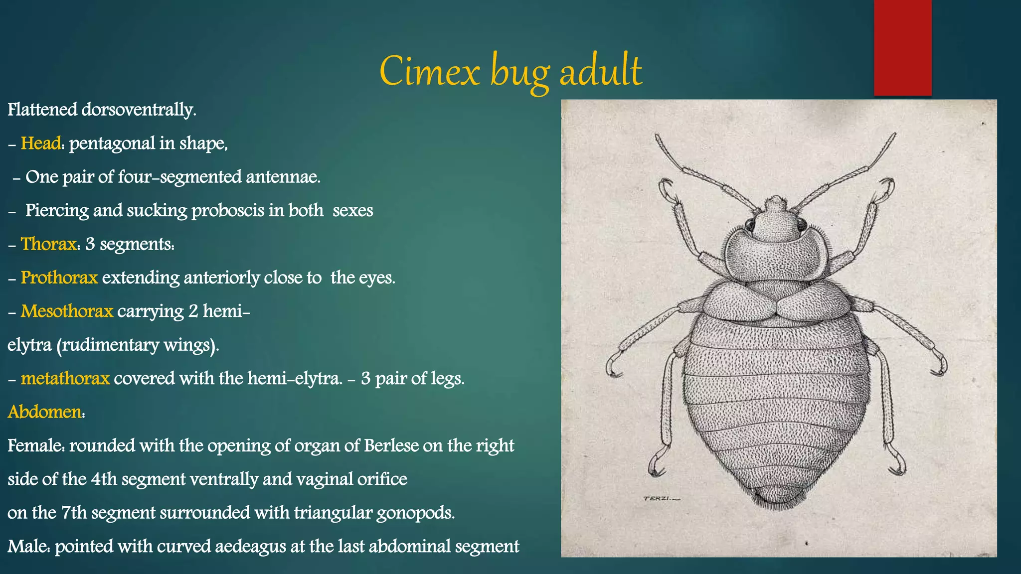 practical Arthropods 3 | PPTX