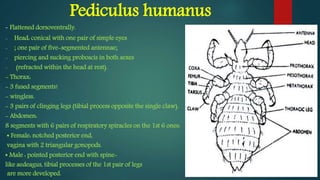 practical Arthropods 3 | PPTX