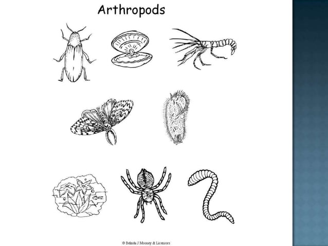 Arthropods and birds | PPT