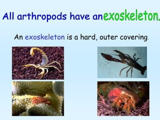 Arthropods and echinoderms 2011 | PPT