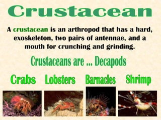 Arthropods and echinoderms 2011 | PPT