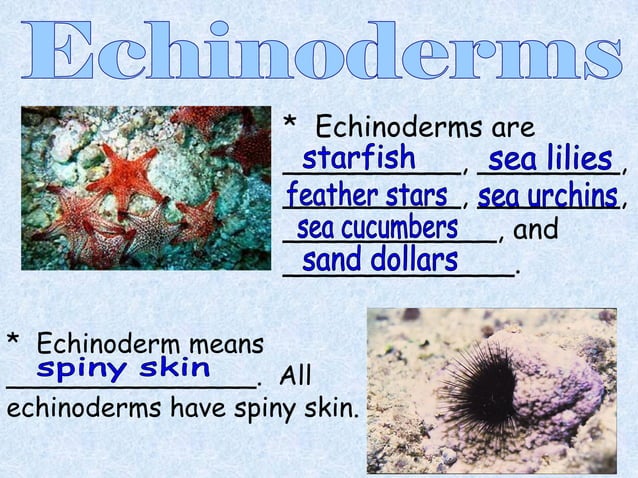 Arthropods and echinoderms 2011 | PPT