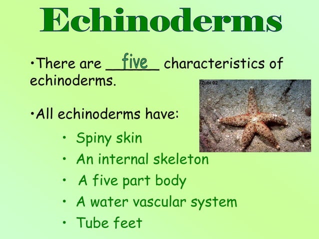 Arthropods and echinoderms 2011 | PPT