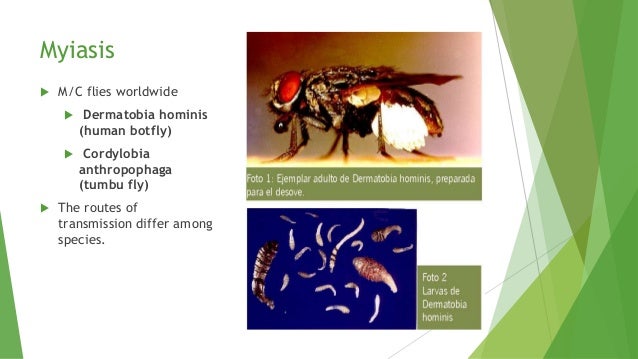 Arthropods and other noxious animals