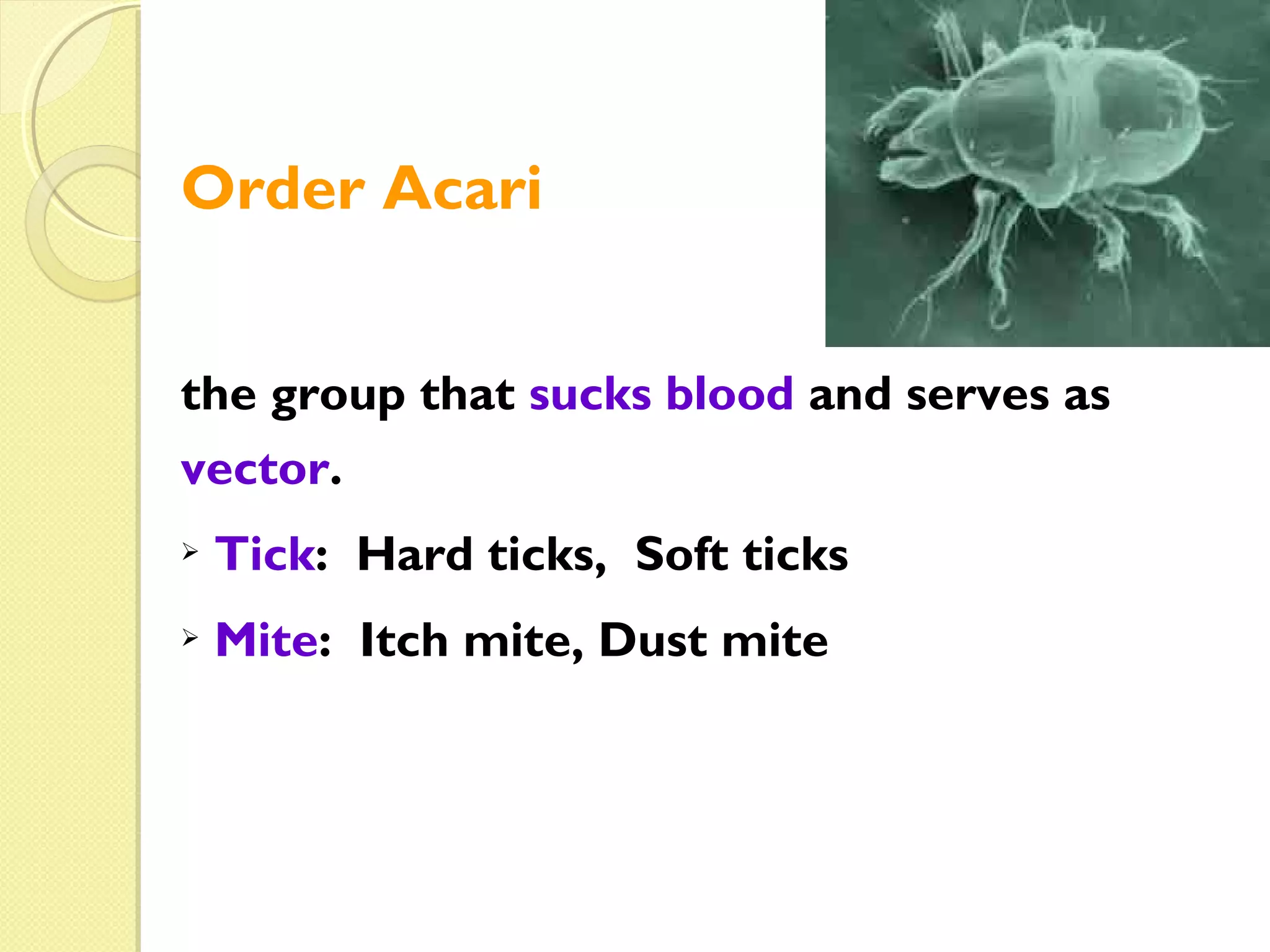 Arthropods | PPT