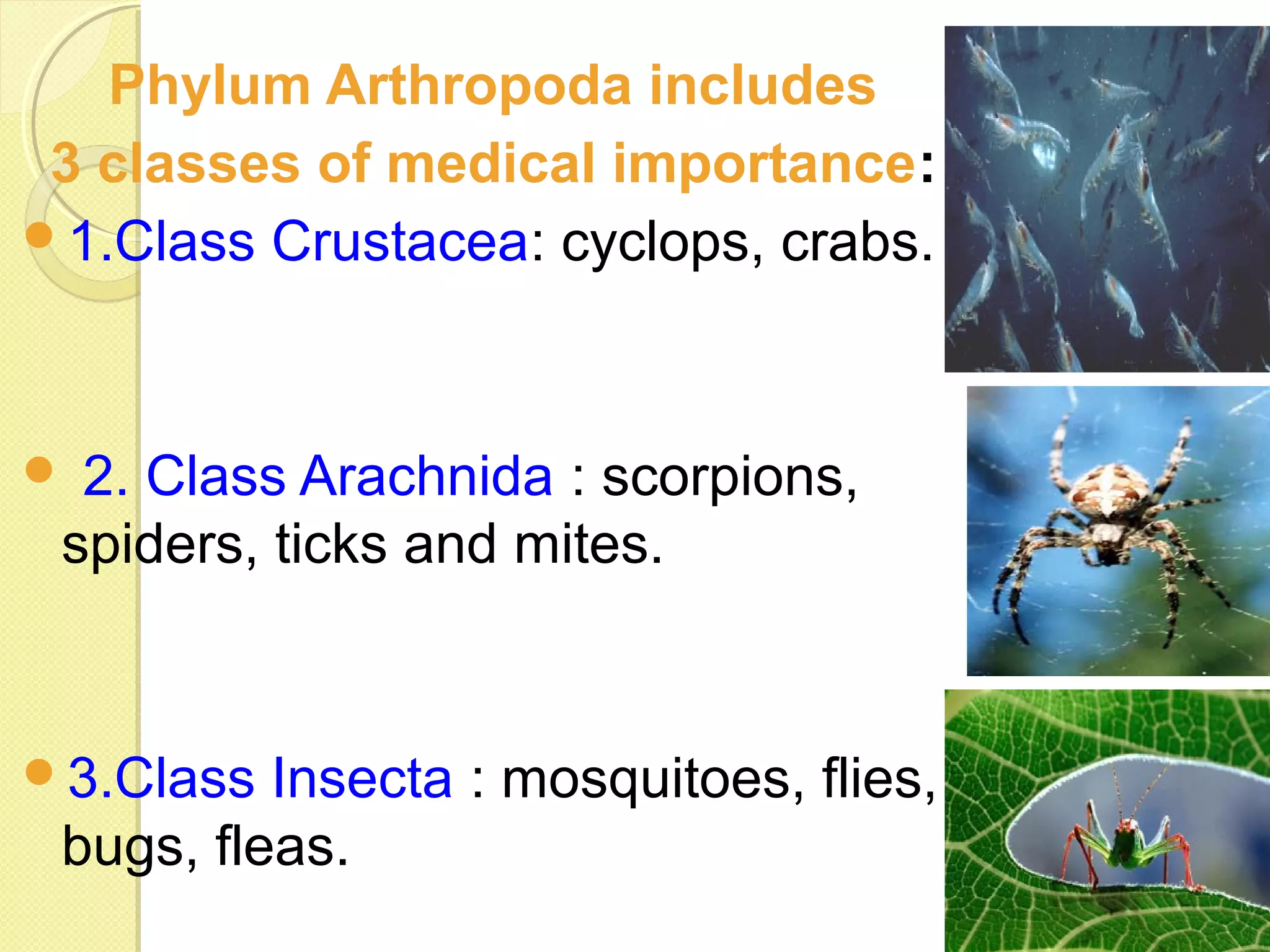 Arthropods | PPT