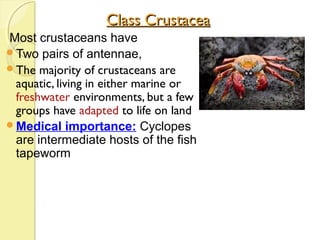 Arthropods | PPT