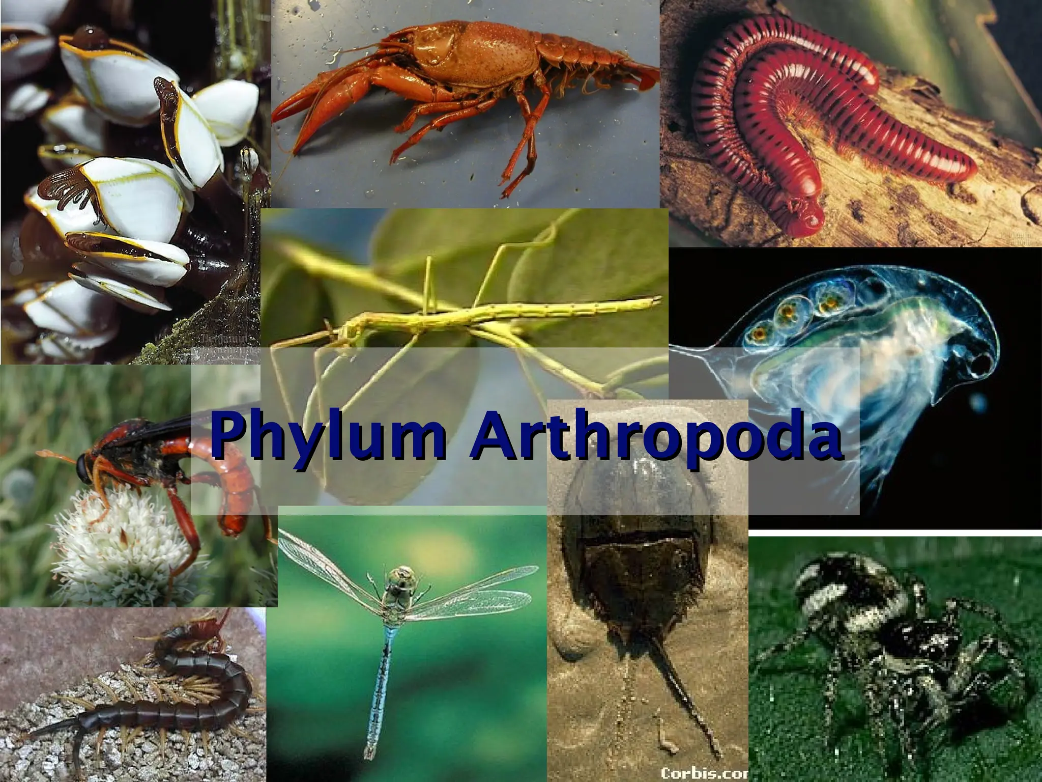 Arthropods_complete classification types .ppt