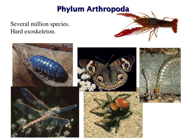 Arthropods_complete classification types .ppt