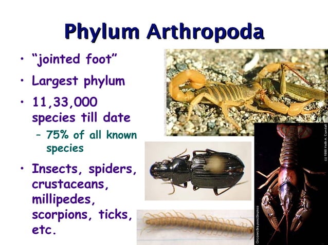 Arthropods_complete classification types .ppt