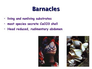 Arthropods_complete classification types .ppt