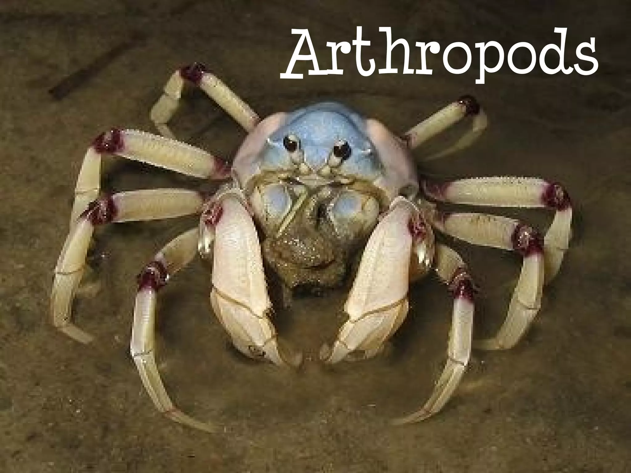 Arthropods Crustaceans Echinoderms | PPT