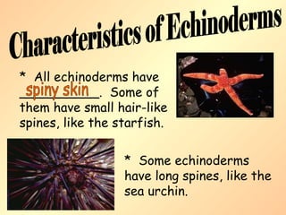 Arthropods Crustaceans Echinoderms | PPT