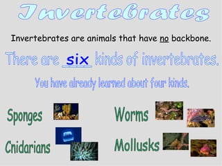 Arthropods Crustaceans Echinoderms | PPT