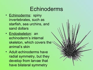 Arthropods & echinoderms | PPT
