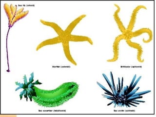 Arthropods & echinoderms | PPT
