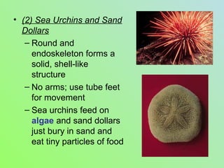 Arthropods & echinoderms | PPT