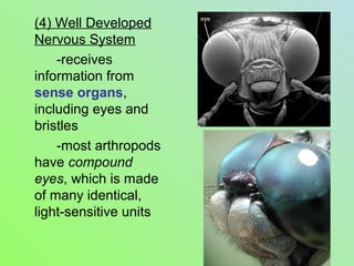 Arthropods & echinoderms | PPT