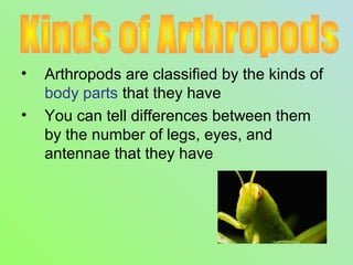 Arthropods & echinoderms | PPT