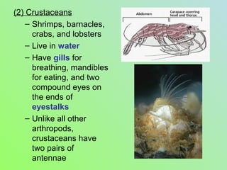 Arthropods & echinoderms | PPT