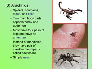 Arthropods & echinoderms | PPT