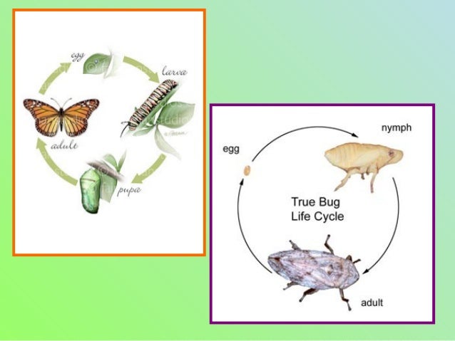 Arthropods & echinoderms