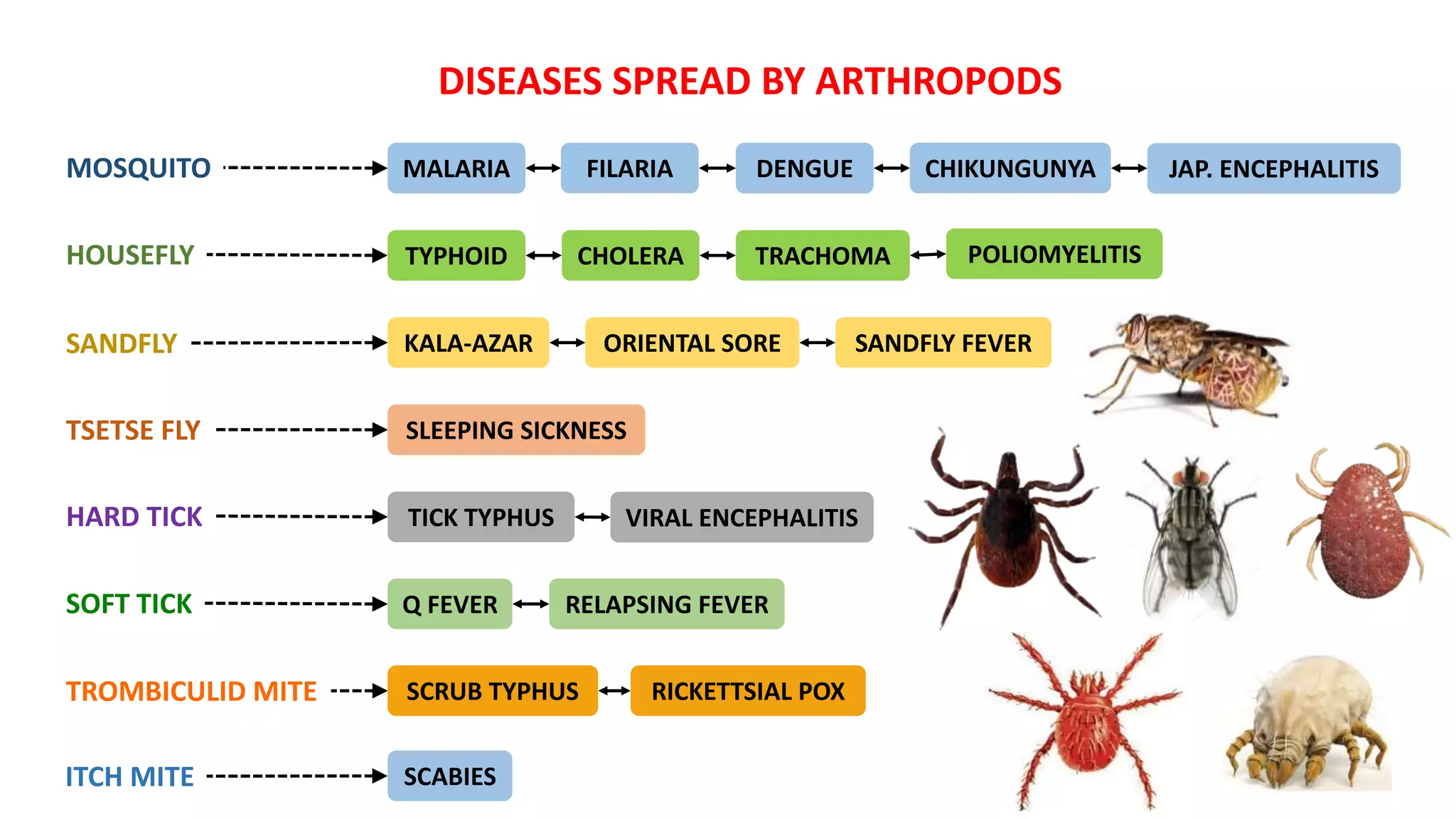 Arthropods (entomology) | PPTX