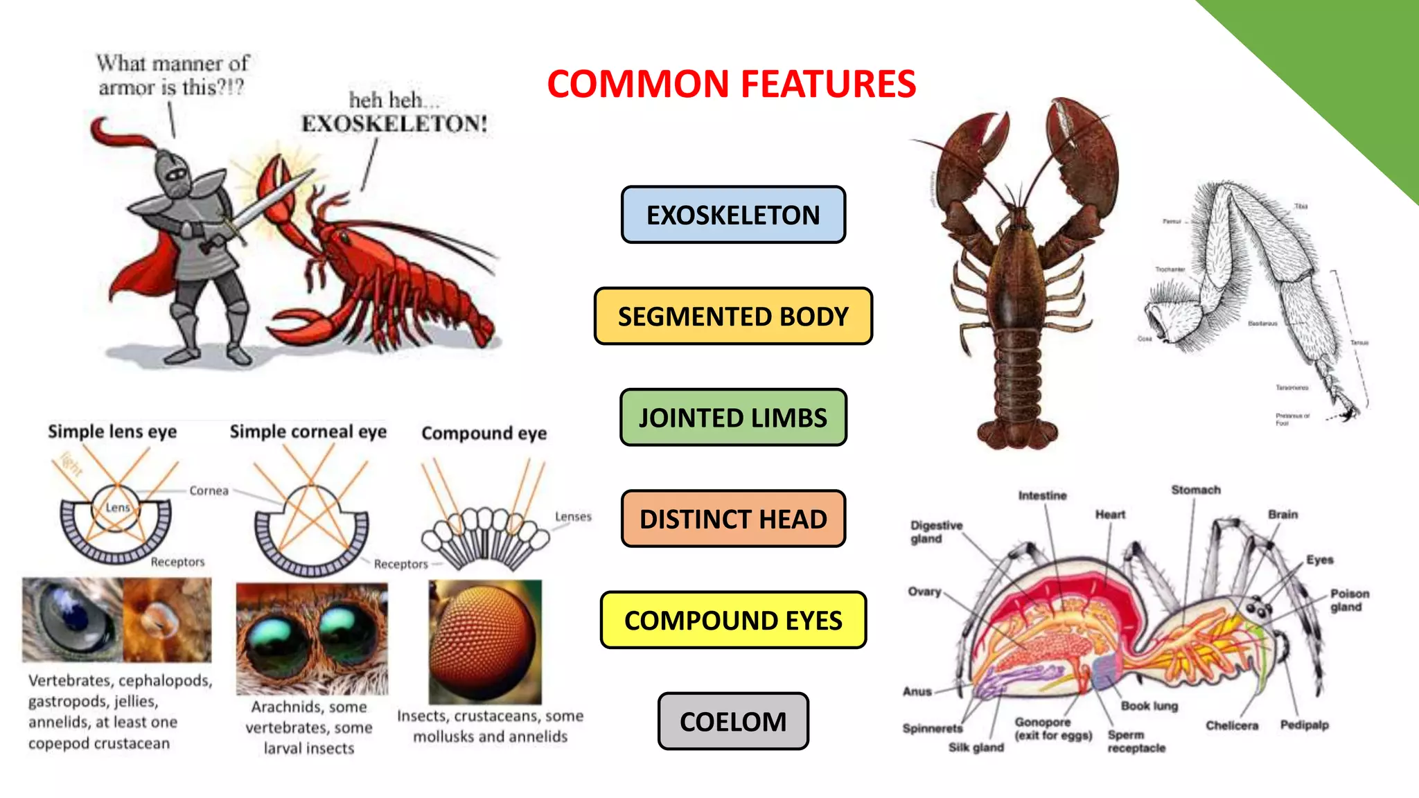 Arthropods (entomology) | PPTX