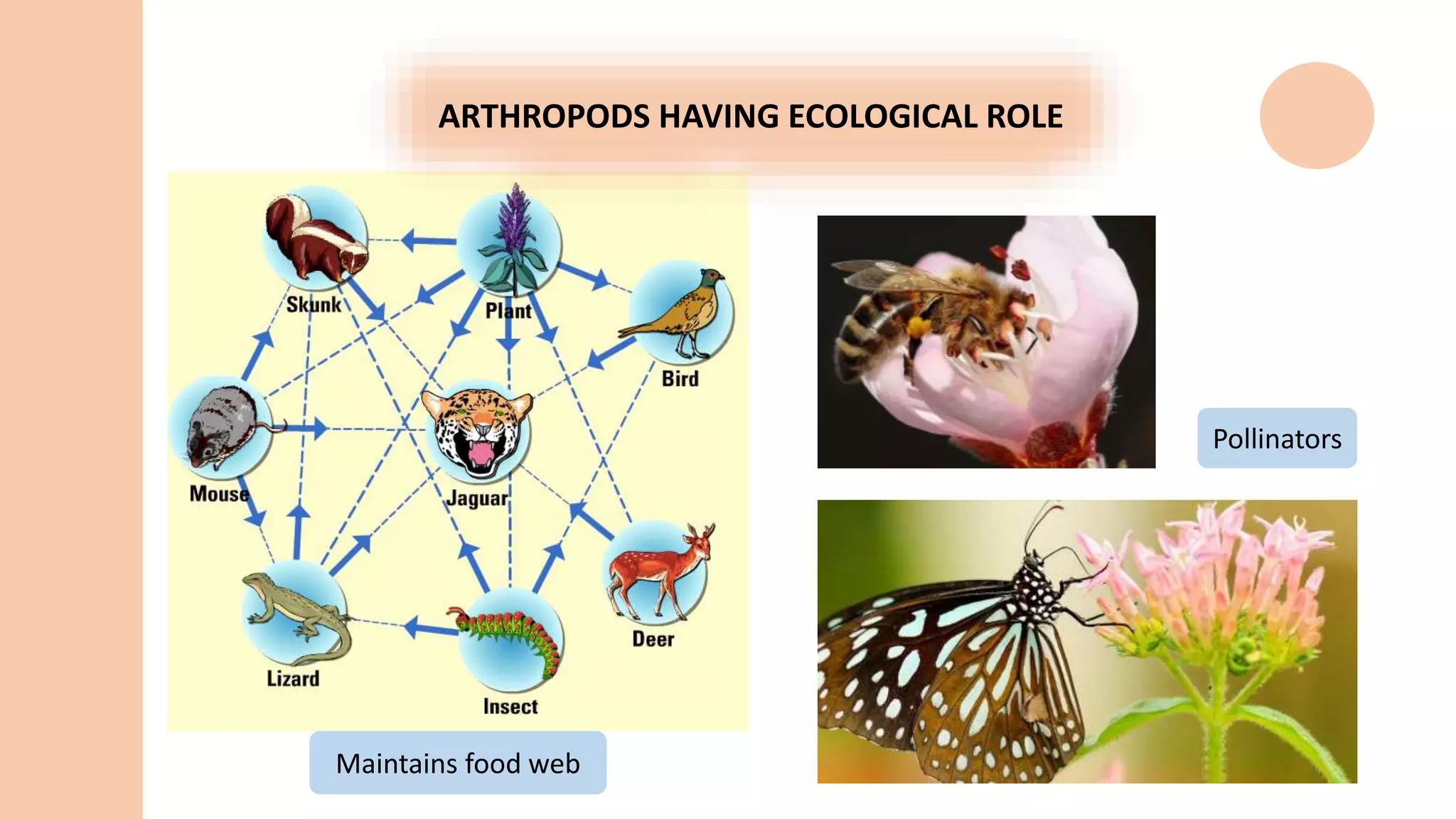 Arthropods (entomology) | PPTX