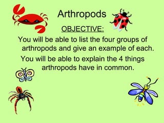 Arthropod Examples